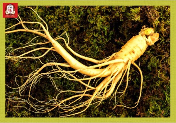 Khám phá vẻ đẹp và lợi ích của sâm Hàn Quốc - KGC Korean Red Ginseng